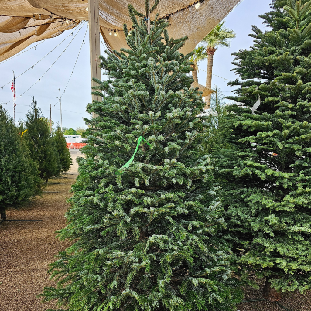 8'-9' Nordmann Fir Christmas Tree – Premium Quality in Phoenix, AZ